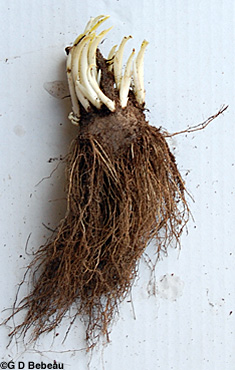 Rough Blazing Star, Liatris aspera Michx.