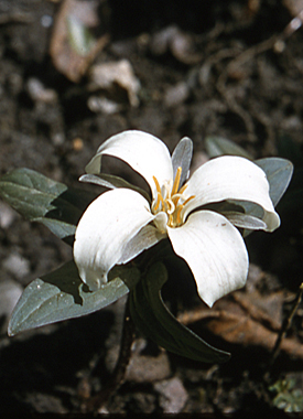 Snow Trillium, Dwarf White Trillium, Trillium nivale Riddell